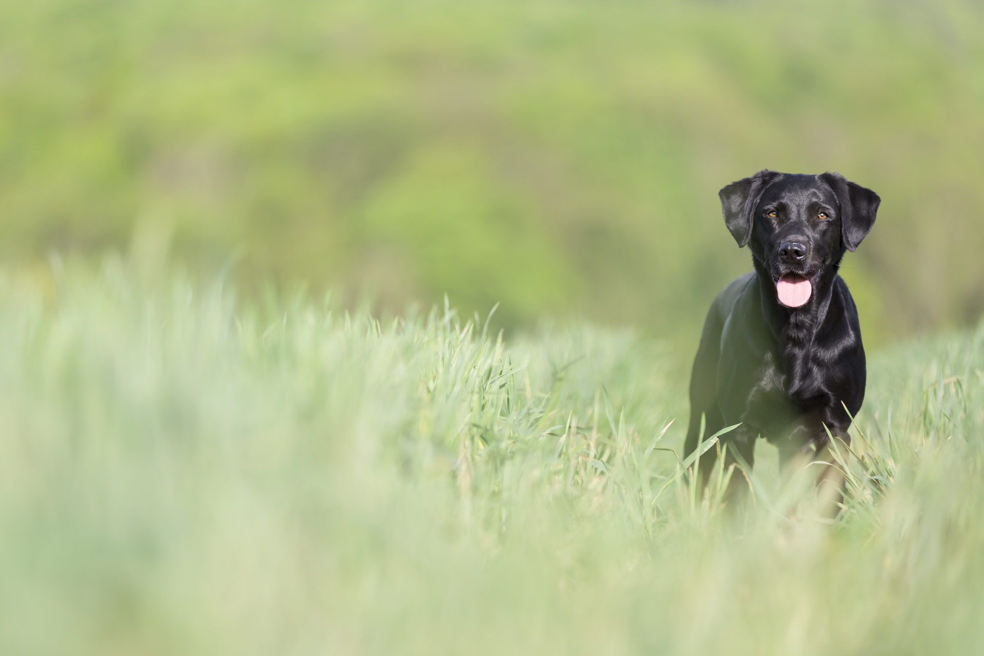 Hopeful Worker Labradors — Hopeful Workers Labradors